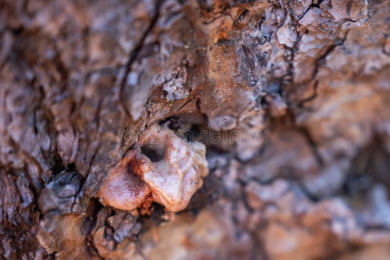 Pitch Tube on a Pine Tree stock image. Image of closeup - 324949149