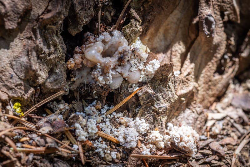 Pitch Tube on a Pine Tree stock image. Image of canada - 324949433