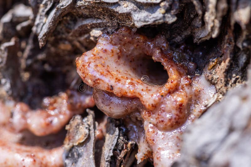Pitch Tube on a Pine Tree stock photo. Image of globule - 324949452