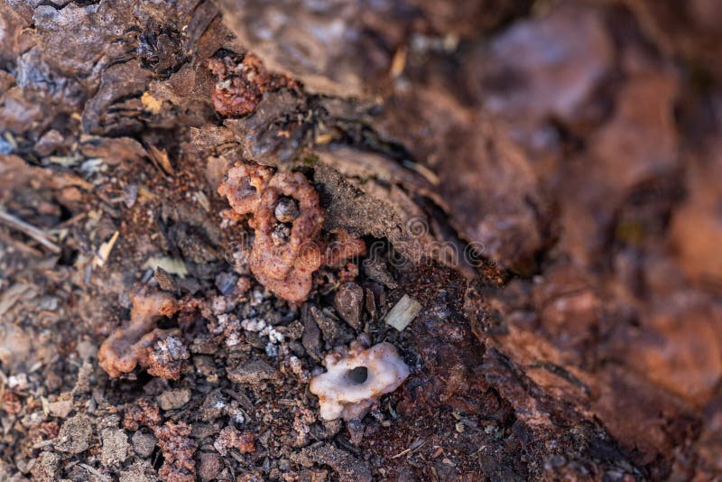 Pitch Tube on a Pine Tree stock image. Image of infected - 324949481