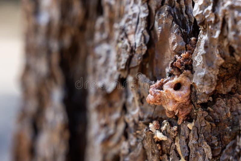 Pitch Tube on a Pine Tree stock photo. Image of nature - 324949484