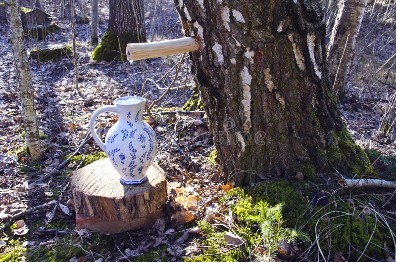 Pitcher Jug and Birch Tree with Spigot and Sap Drops Stock Image ...