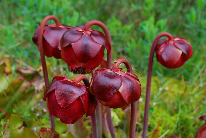 Pitcher Plant stock photo. Image of side, flora, saddle - 10148556