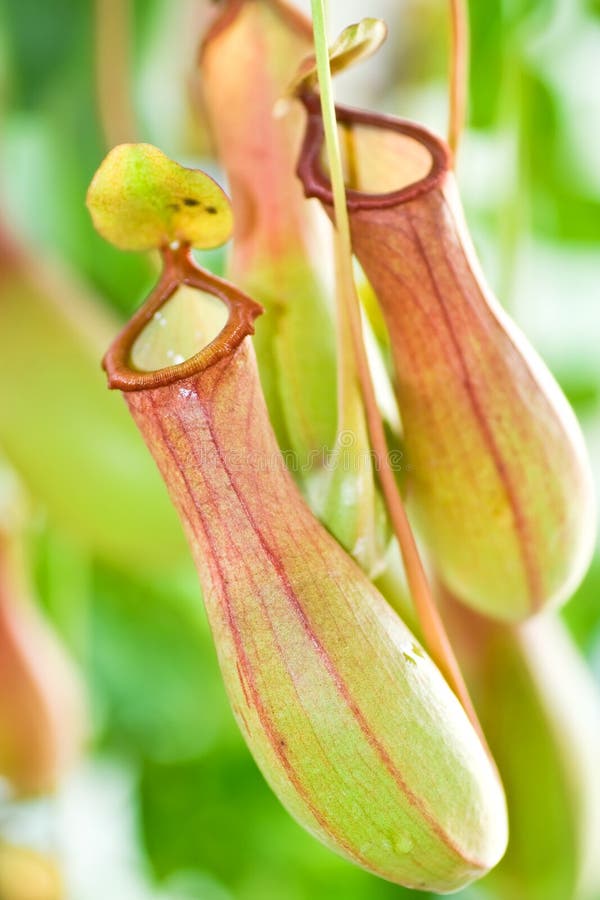 Pitcher plant stock photo. Image of plant, nature, macro - 11326942