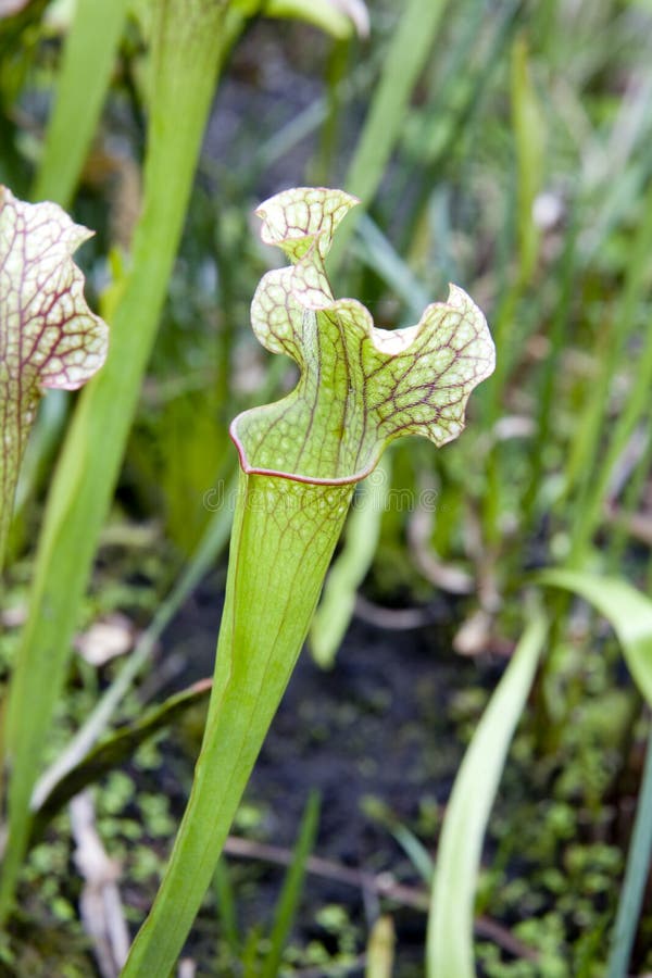Pitcher Plant 2 stock image. Image of veins, mouth, pitcher - 2687527
