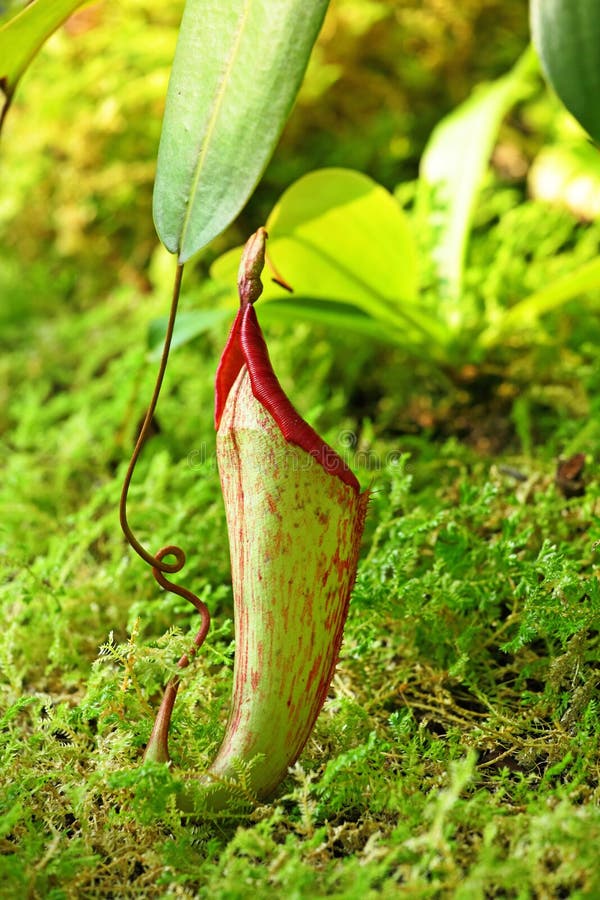 Pitcher plant stock image. Image of droseraceae, ampullaria - 21120587