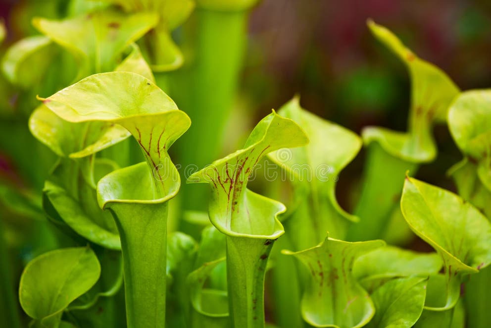 Pitcher plant stock photo. Image of meat, carnivorous - 21379378