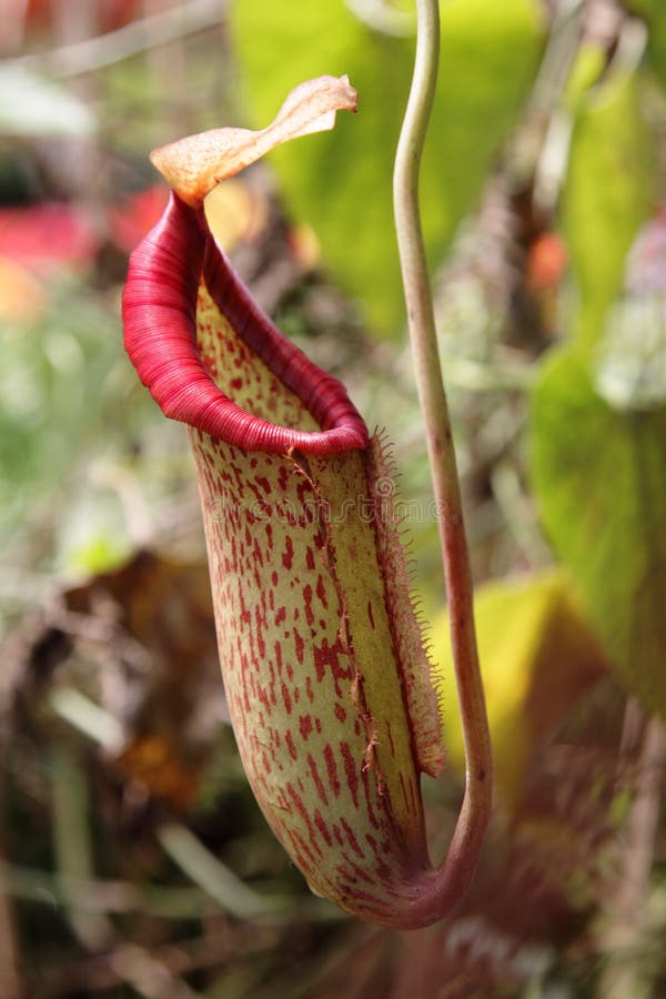 Pitcher Plant or Monkey Cup Stock Photo - Image of monkey, pitcher: 2892282