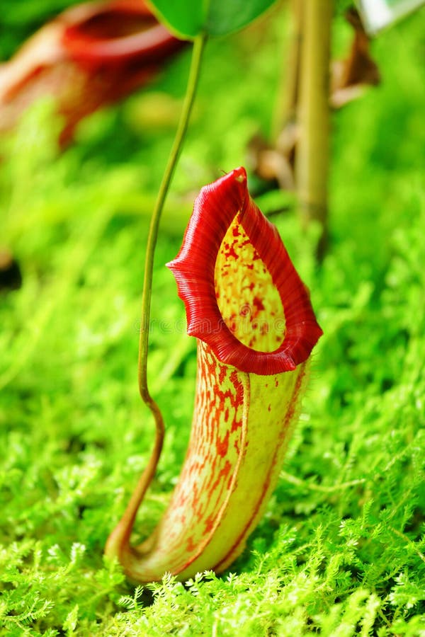 Pitcher plant stock image. Image of exotic, maluku, botanical - 24677581