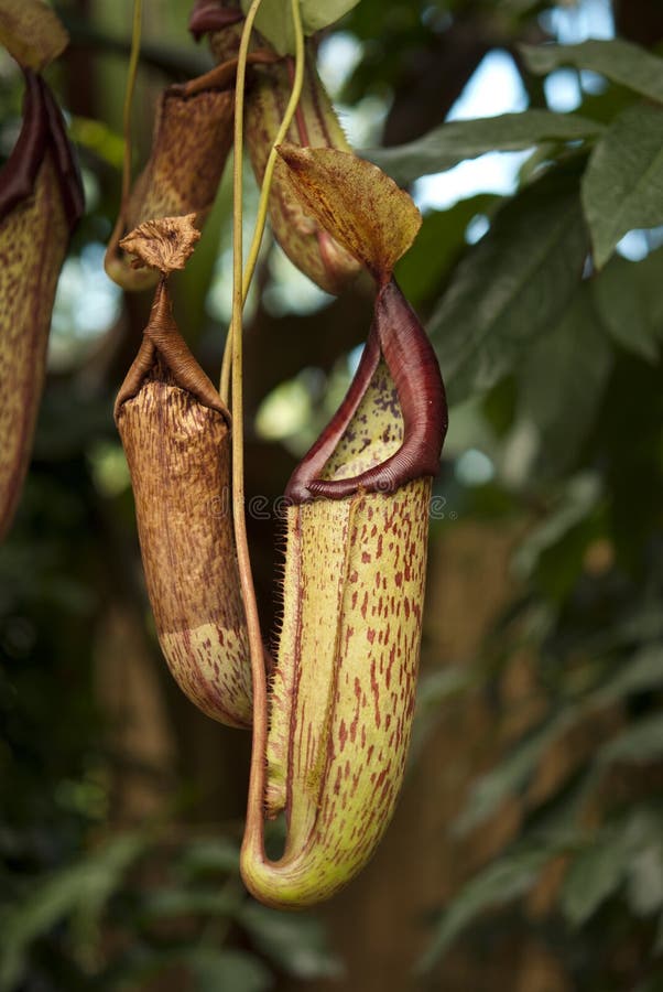 Pitcher plant stock photo. Image of exotic, brown, botanica - 27366886