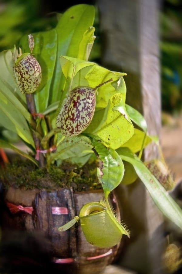 Pitcher Plant stock photo. Image of side, flora, saddle - 10148556