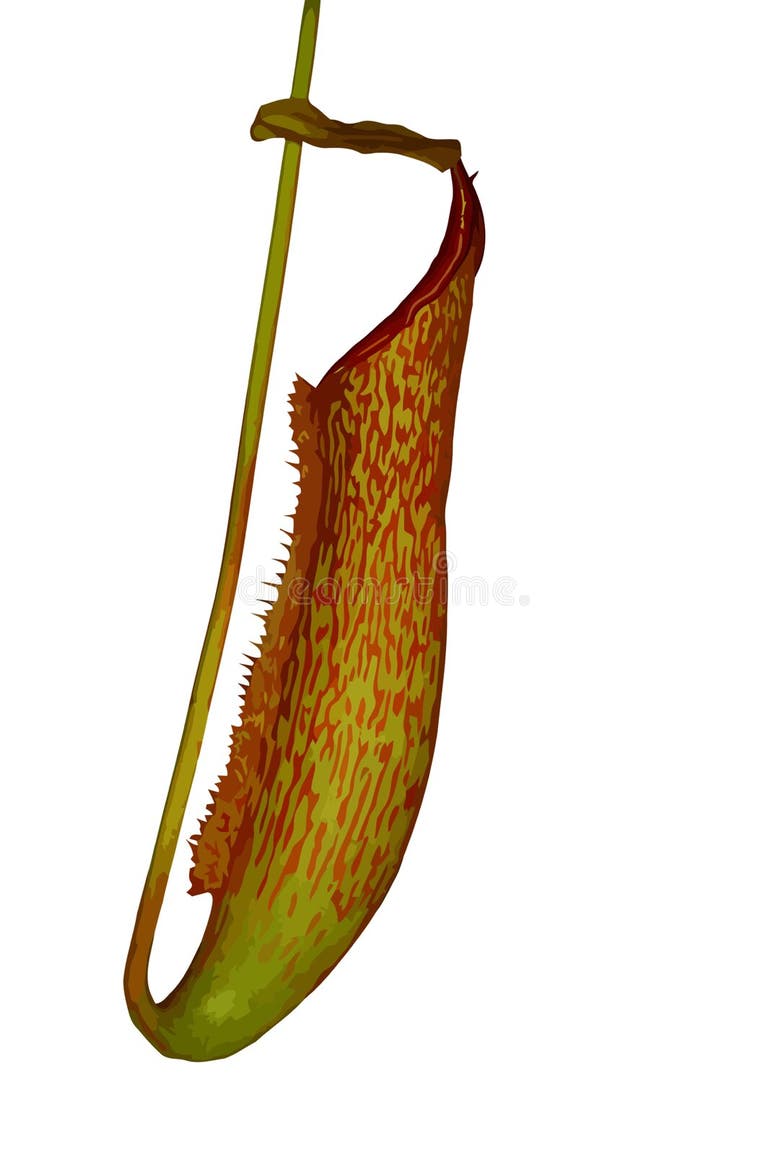 Tropical Pitcher Plant Stock Illustrations – 272 Tropical Pitcher Plant ...