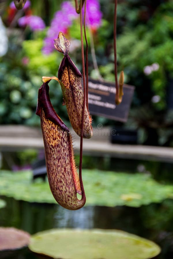 Pitcher Plant stock image. Image of tropical, garden - 89451725