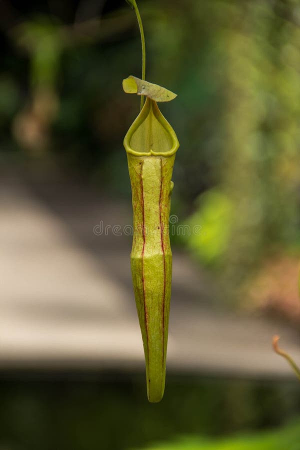 Pitcher Plant stock image. Image of hang, catch, garden - 89451953