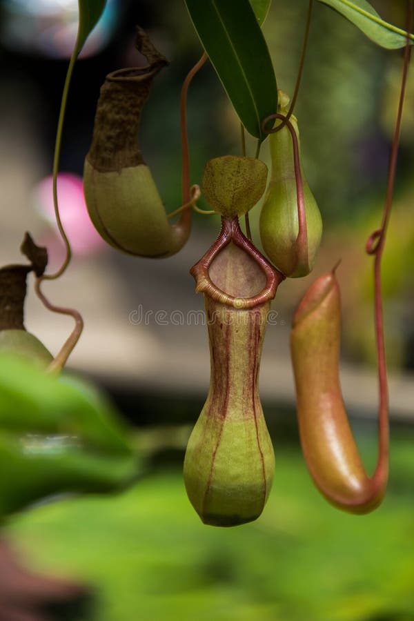 Pitcher Plant stock photo. Image of insect, trap, nepenthes - 89452060