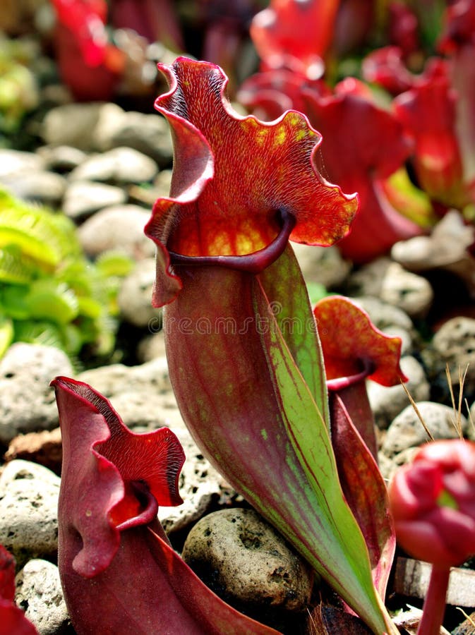 Pitcher Plant ,Carnivorous Plants with Macro Image ,red Piitcher Stock ...