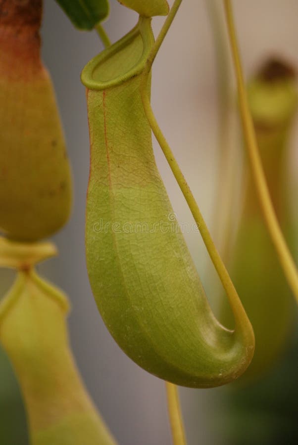 Pitcher Plant stock photo. Image of plant, predator - 271384718