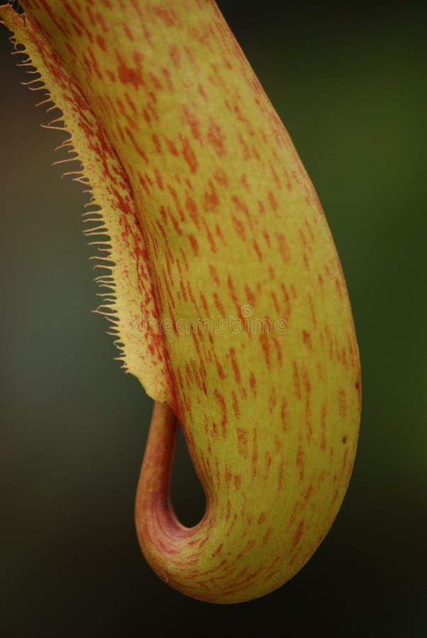 Pitcher Plant stock image. Image of tendrils, pitfall - 271384741