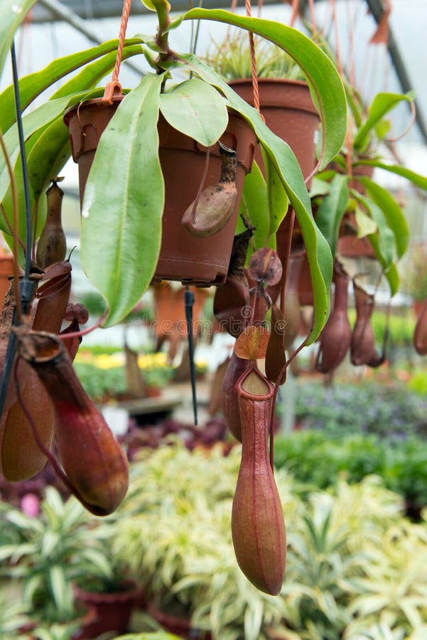 Pitcher plant stock image. Image of monkey, garden, botanic - 56251075