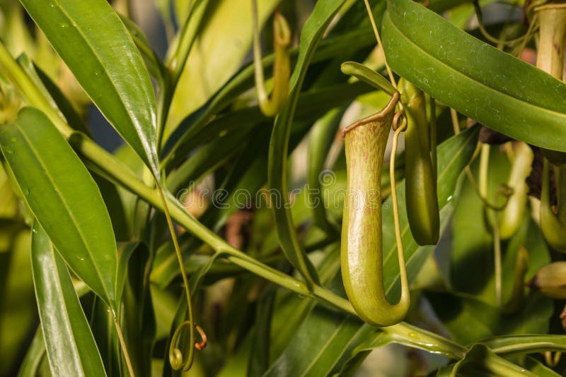Pitcher plant flower stock image. Image of leaves, trap - 57294177
