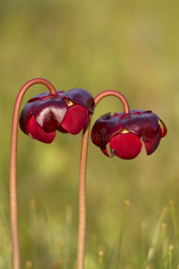 Pitcher plant flowers stock image. Image of scotia, pitcher - 23618335
