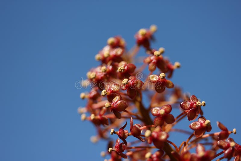 Pitcher Plant Flowers stock photo. Image of small, outside - 42836490