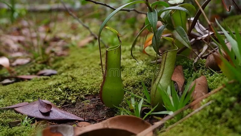 Pitcher Plant in the Forest Stock Video - Video of wild, species: 289836421
