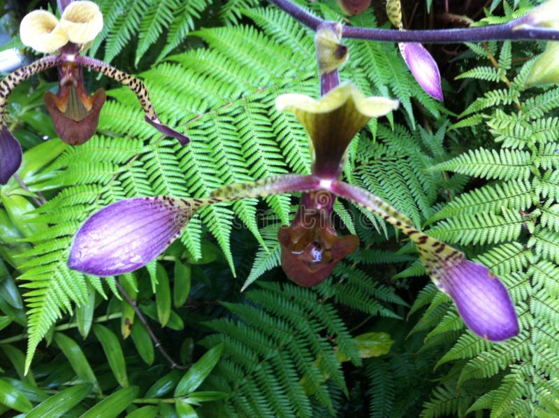 Pitcher plant in a forest stock photo. Image of clipart - 214786458