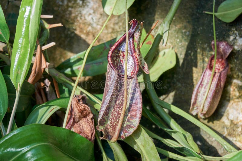 Pitcher Plant with Green Leaves Stock Photo - Image of exotic, tropical ...