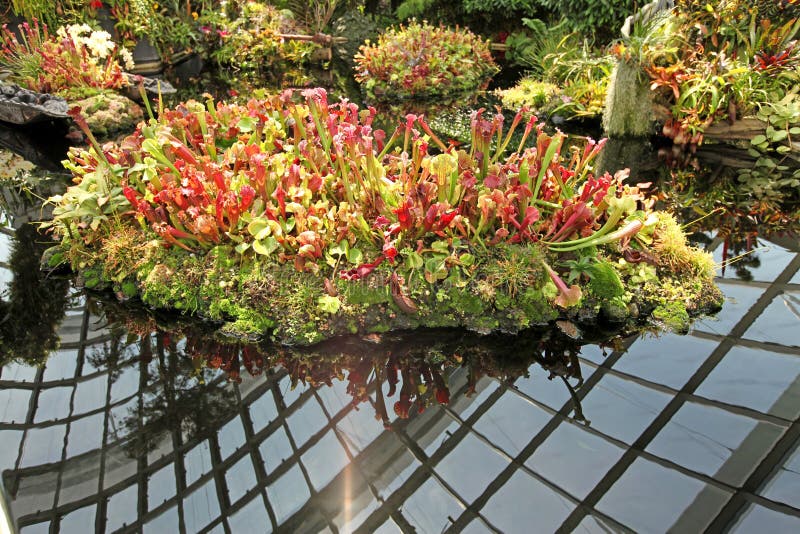 Pitcher Plant stock image. Image of flower, houseplant - 64547555