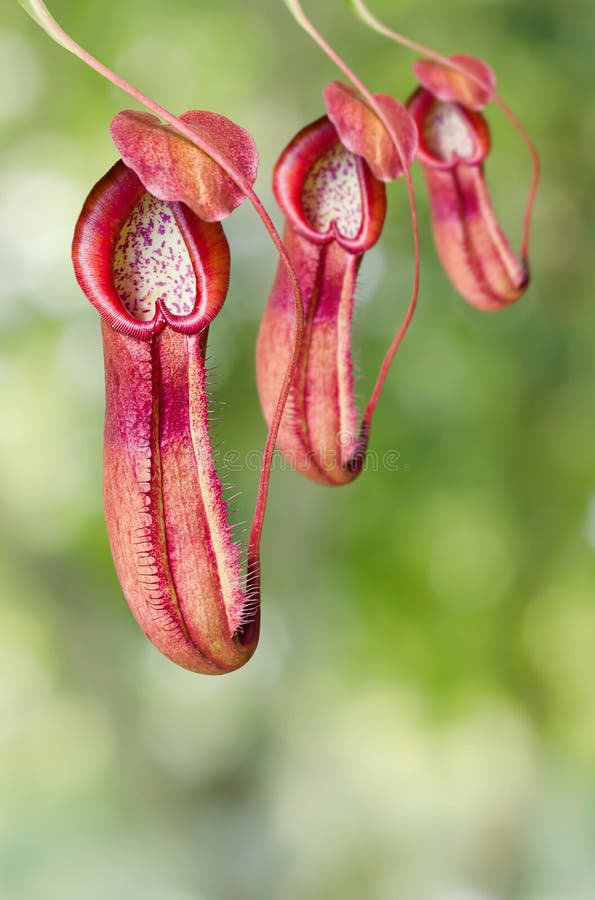 Pitcher plant stock photo. Image of insect, catch, maluku - 55329586