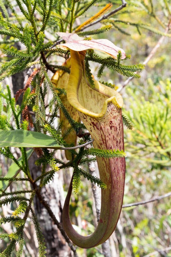 Pitcher Plant stock image. Image of tree, carnivore, borneo - 72559795