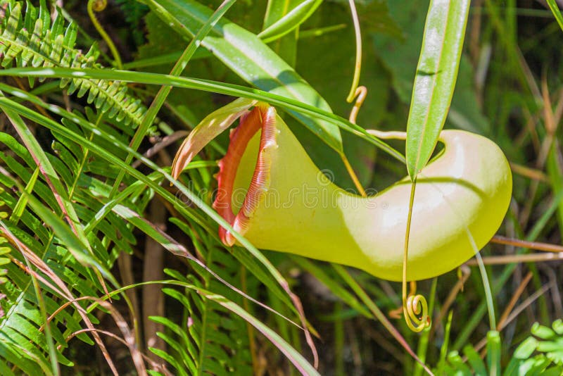 Carnivorous Pitcher Plant in the Cameron Highlands, Malaysia. Compared ...