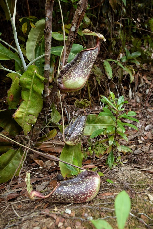 Pitcher Plant in the Jungle Stock Image - Image of leave, plant: 213214687