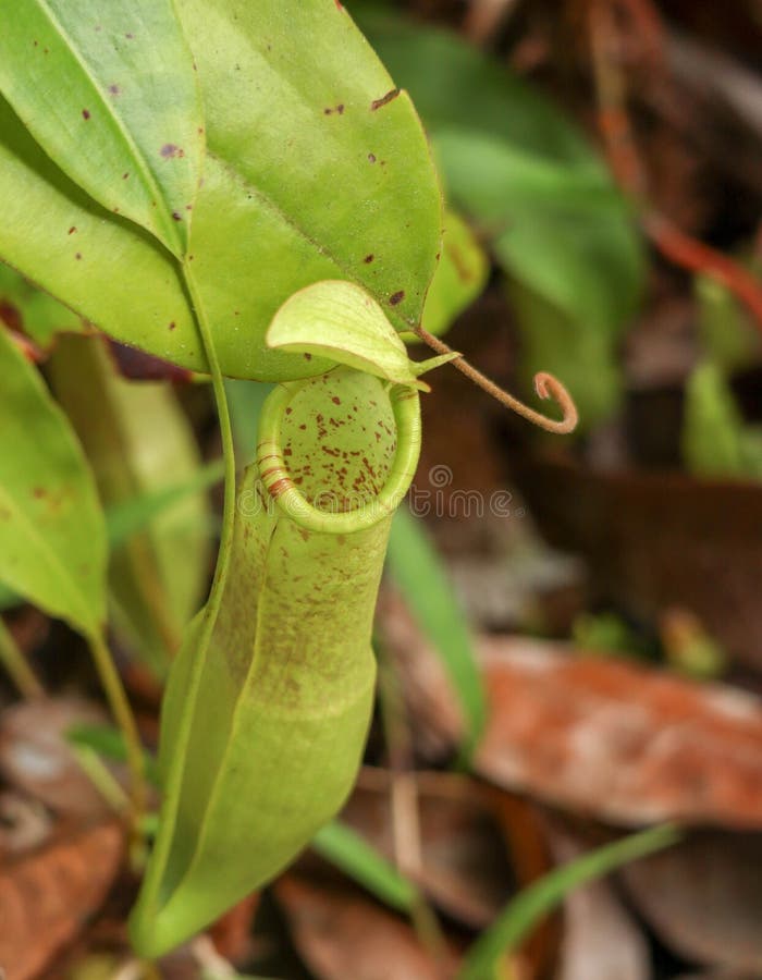 A Pitcher Plant, Monkey Cup Stock Photo - Image of wildflower, closed ...