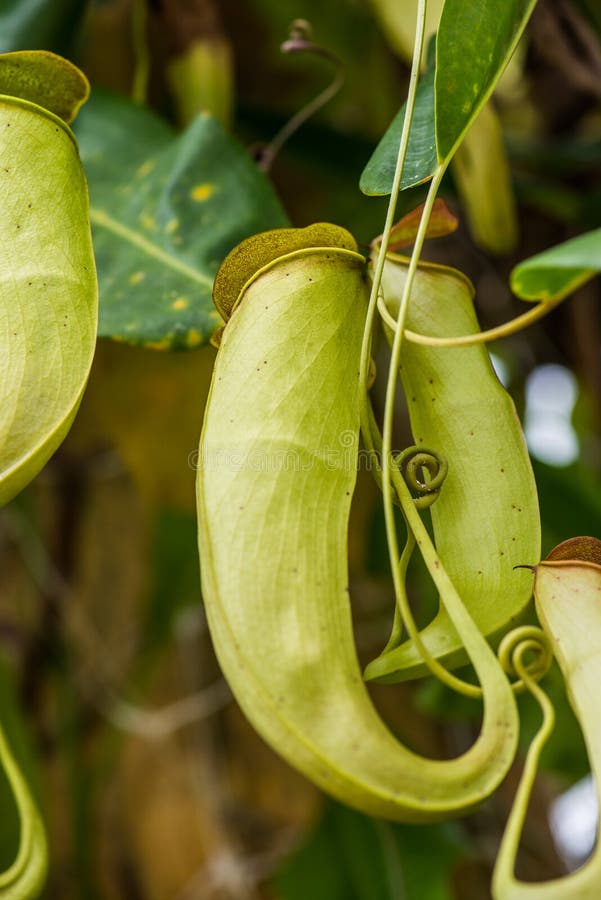 Pitcher Plant or Monkey Cup on Tree Stock Photo - Image of nature ...