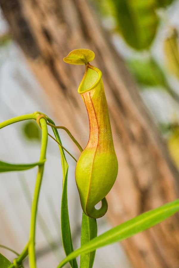 Pitcher Plant or Monkey Cup on Tree Stock Photo - Image of plant ...