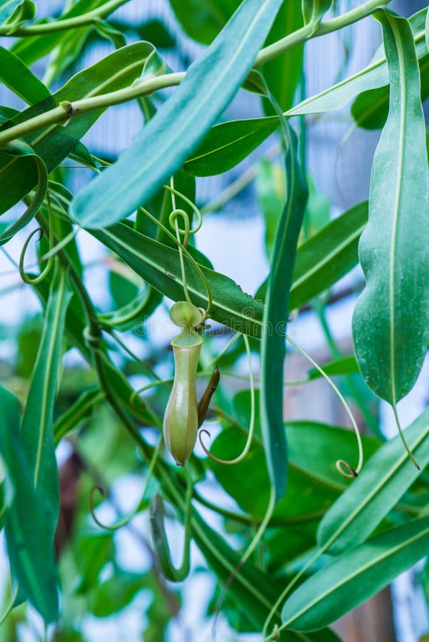 Pitcher Plant or Monkey Cup on Tree Stock Photo - Image of monkey, trap ...