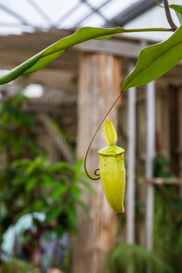 Pitcher Plant or Monkey Cup on Tree Stock Photo - Image of carnivorous ...