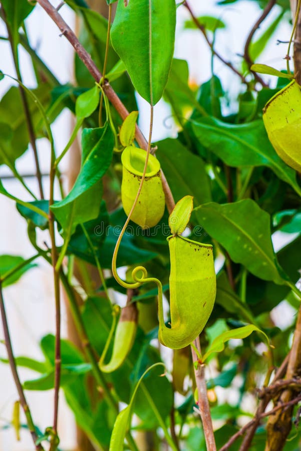 Pitcher Plant or Monkey Cup on Tree Stock Image - Image of visible ...