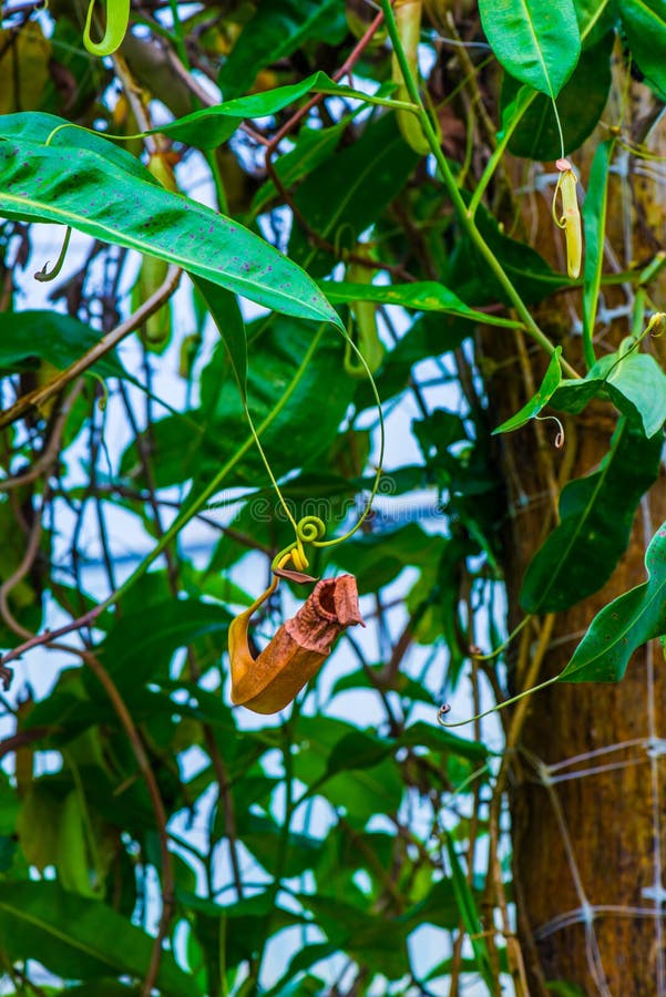 Pitcher Plant or Monkey Cup on Tree Stock Image - Image of thai, pots ...
