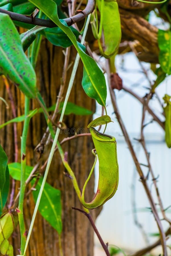 Pitcher Plant or Monkey Cup on Tree Stock Photo - Image of thailand ...