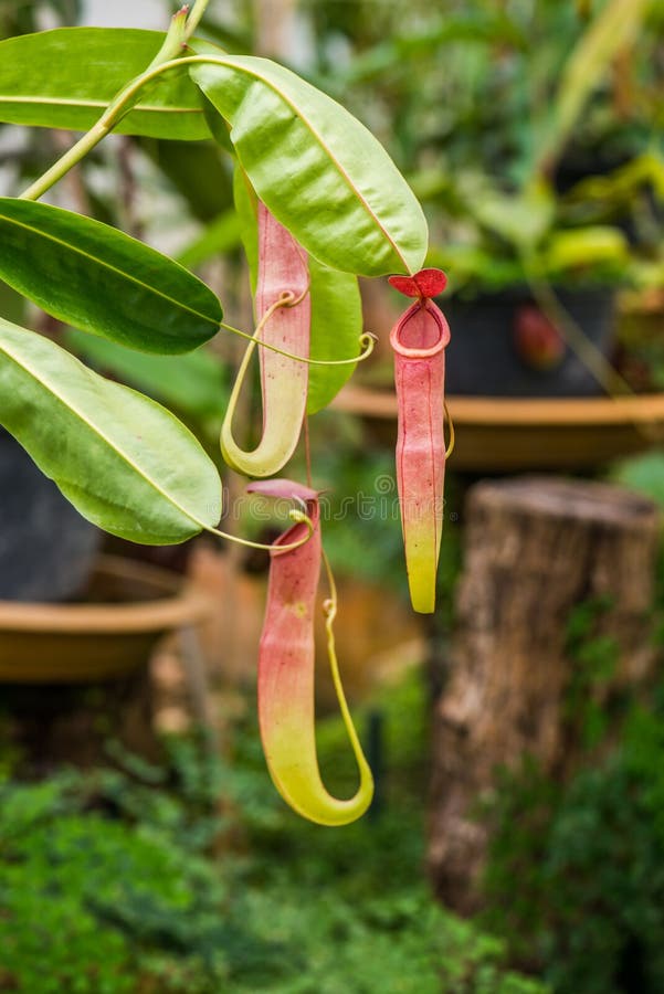 Pitcher Plant or Monkey Cup on Tree Stock Image - Image of close, wild ...