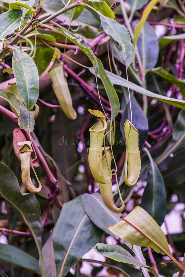 Pitcher Plant or Monkey Cup on Tree Stock Image - Image of trapper ...