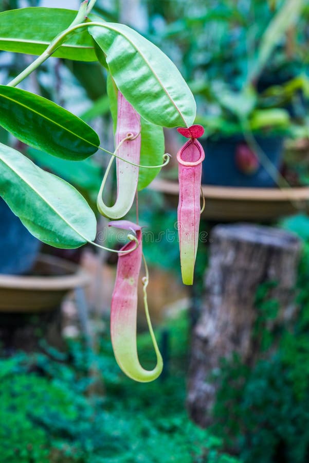 Pitcher Plant or Monkey Cup on Tree Stock Image - Image of background ...