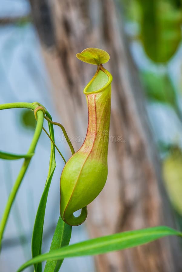 Pitcher Plant or Monkey Cup on Tree Stock Image - Image of slender ...
