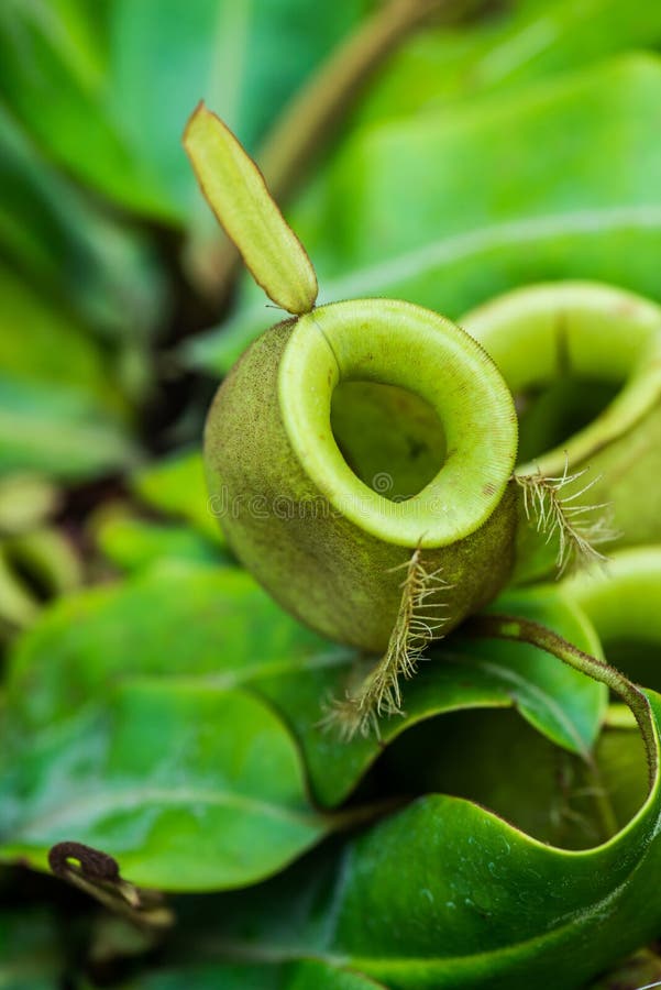 Pitcher Plant or Monkey Cup on Tree Stock Image - Image of thailand ...