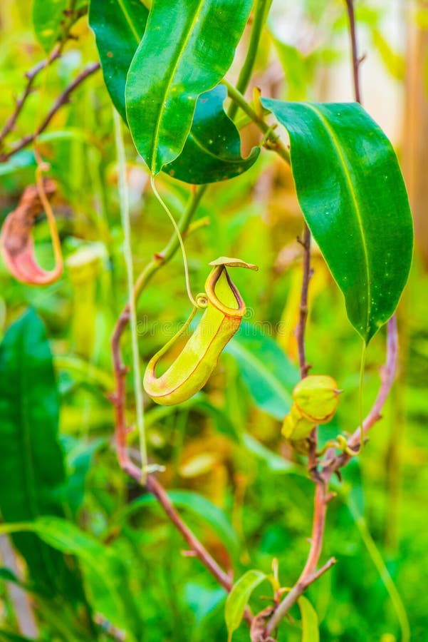Pitcher Plant or Monkey Cup on Tree Stock Photo - Image of carnivorous ...
