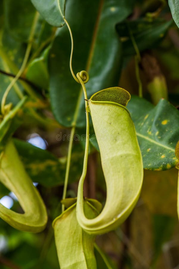 Pitcher Plant or Monkey Cup on Tree Stock Photo - Image of nature, pods ...