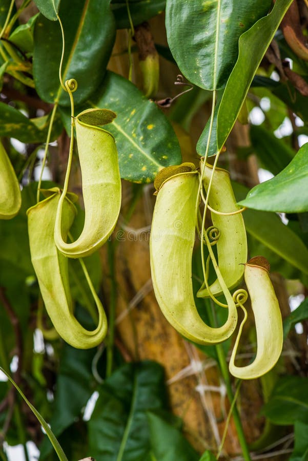 Pitcher Plant or Monkey Cup on Tree Stock Photo - Image of trapper ...